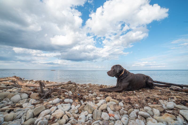 Labrador looks at the sea stock image. Image of travel - 164705025