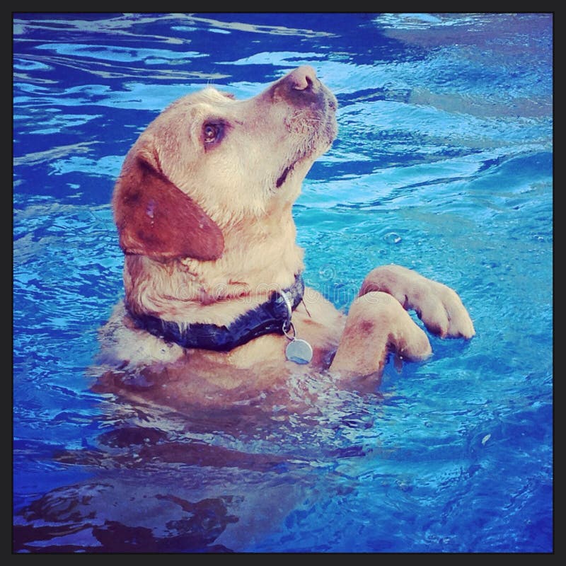 Labrador Loving the Swimming Pool Stock Photo - Image of swimming ...