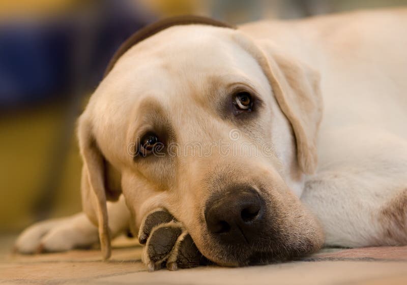 Sad Dog stock photo. Image of depression, sadness, home - 32915662