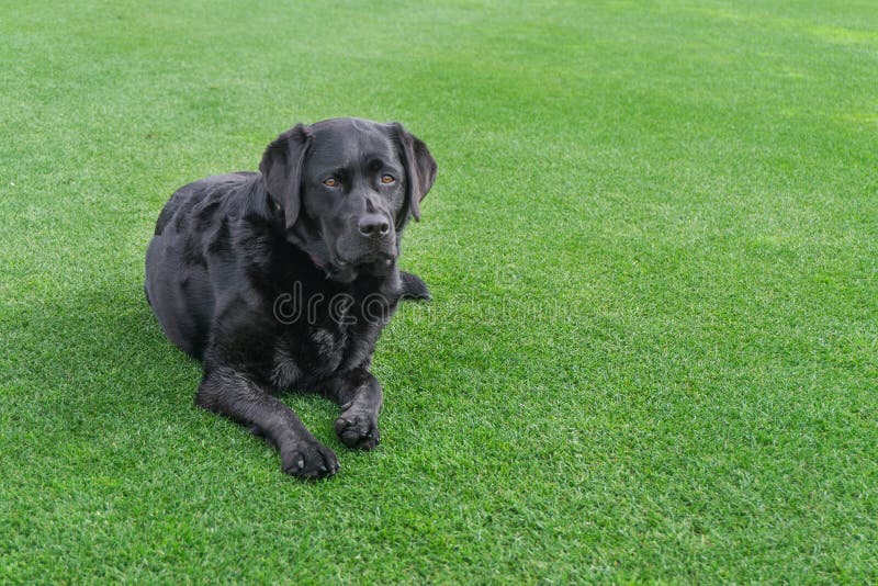 Labrador Lying on Grass with Copy Space Area Stock Image - Image of ...