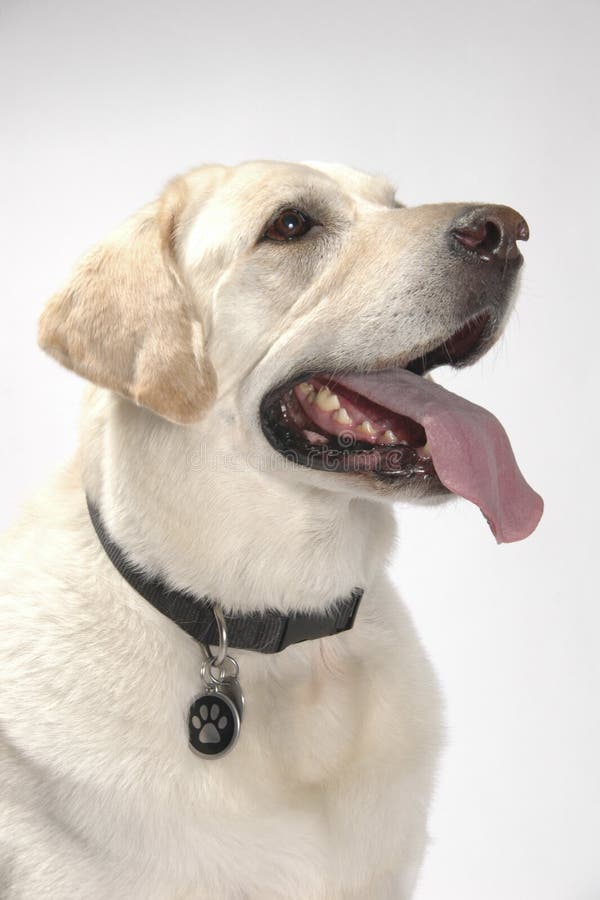Labrador beige photo stock. Image du beau, heureux, ouvert - 43412064