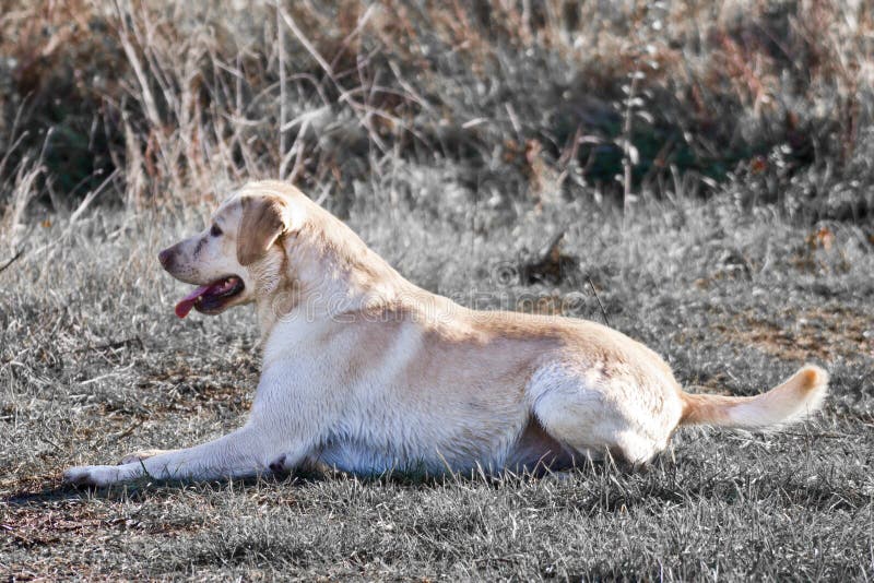 Labrador Marrón Claro En Campo. Foto de archivo - Imagen de sentada ...