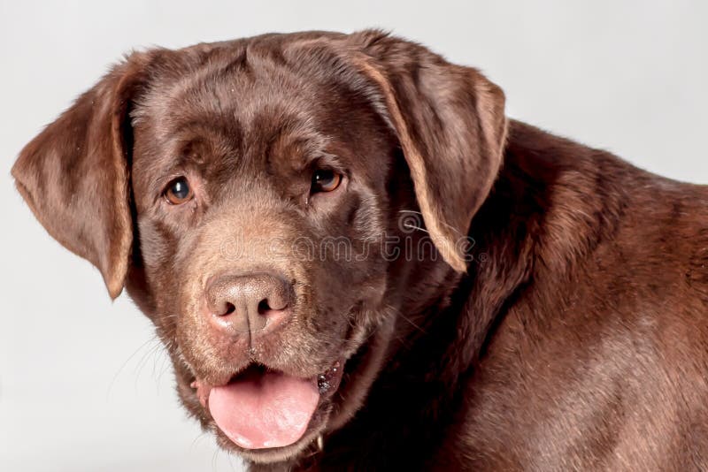 Labrador marrone fotografia stock. Immagine di sfondo - 138137138