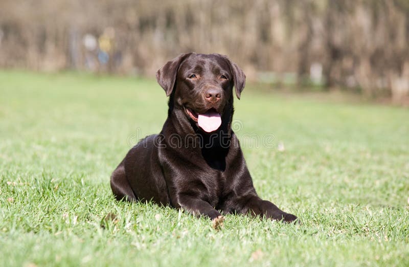 Labrador marrone fotografia stock. Immagine di sfondo - 138137138