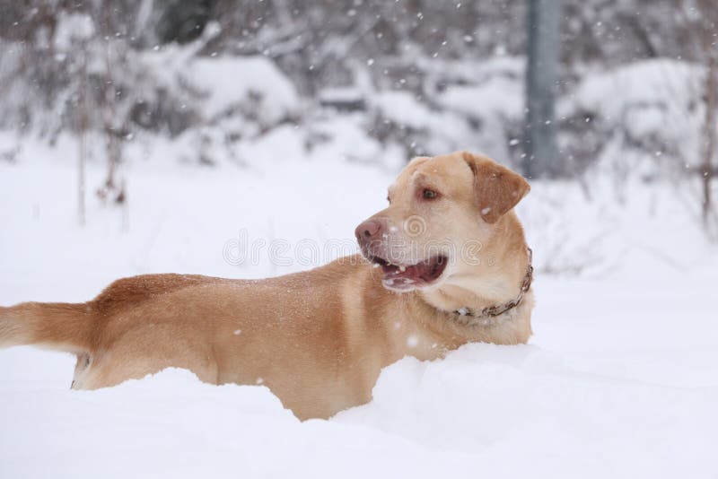 Labrador meet the snow stock image. Image of boat, maldives - 139966971