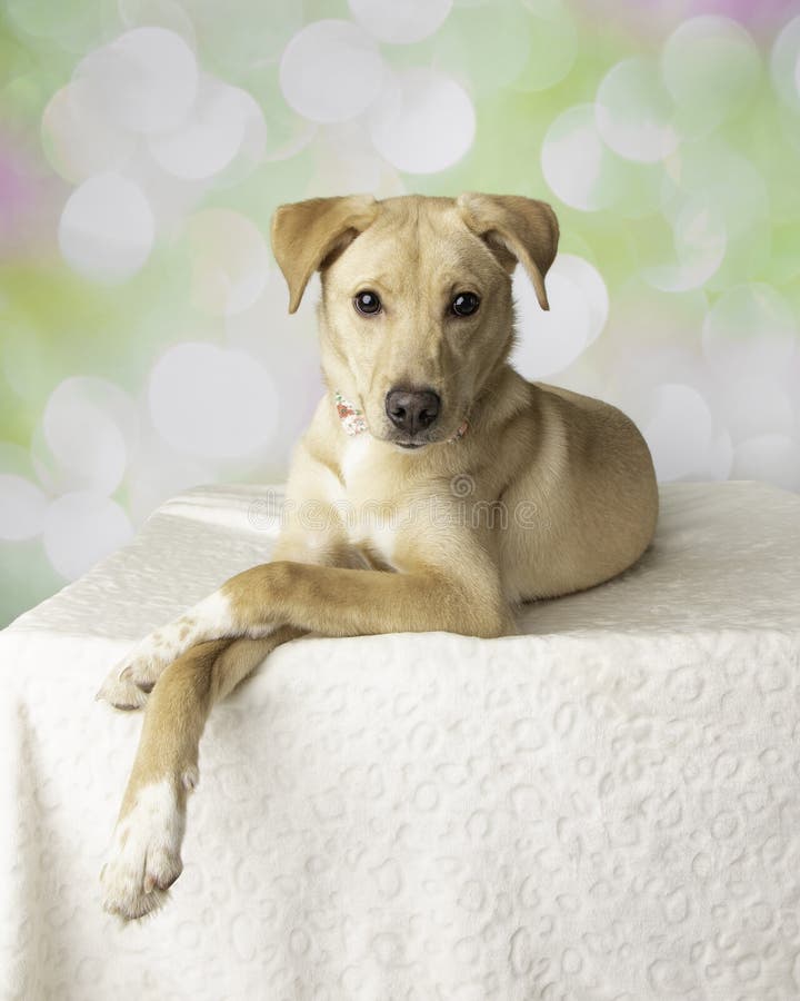 Labrador Mix Dog Portrait with Colorful Background Lying Down Stock ...