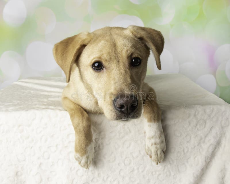 Labrador Mix Dog Portrait with Colorful Background Lying Down Stock ...