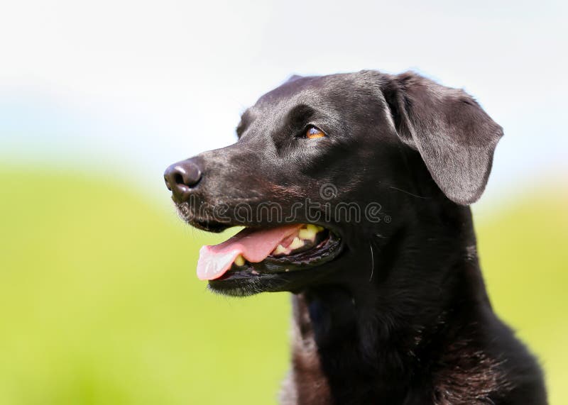 Cara Del Perro Del Labrador Retriever Imagen de archivo - Imagen de ...