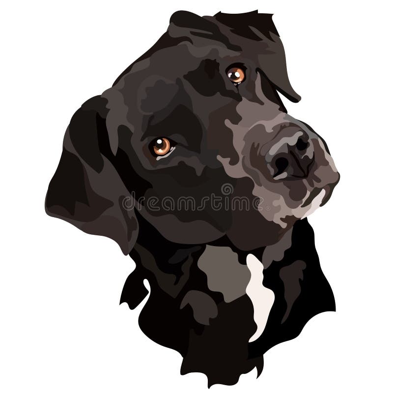 Labrador Negro Vectorretrato De Un Perro. Tendencia Ilustración del ...