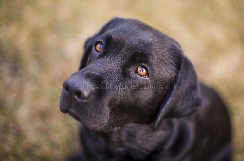 Labrador nero immagine stock. Immagine di cane, nave - 85222735