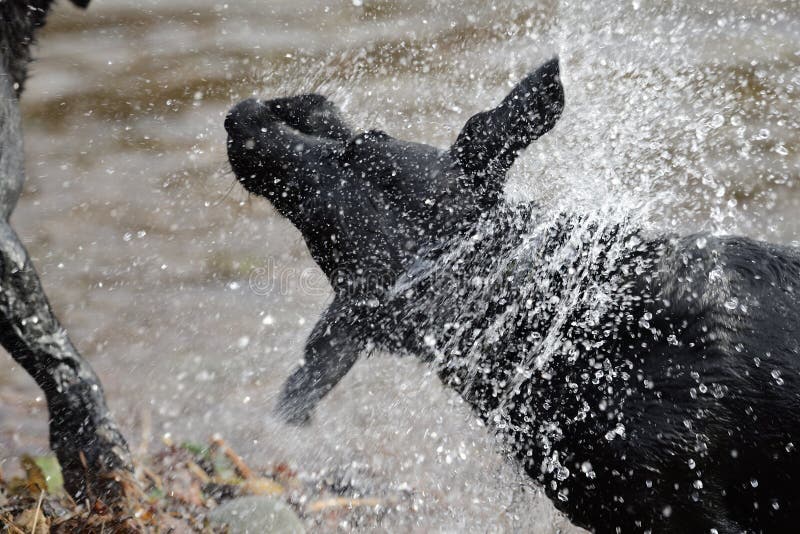 Labrador Outre De Secouer L'eau Image stock - Image du crainte, crabot ...