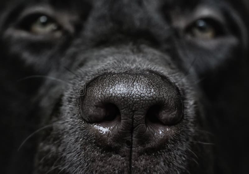 Labrador nose stock image. Image of breed, greyhound - 131555321