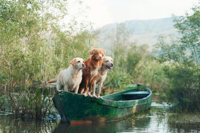 The Labrador and Nova Scotia Duck Tolling Retriever in Boat Stock Photo ...