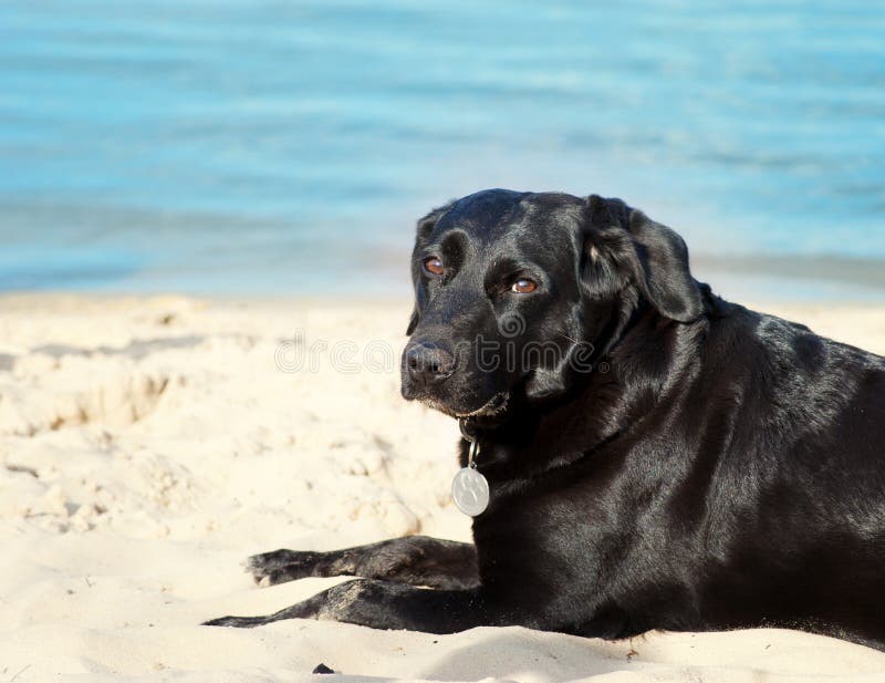 Labrador op het strand stock foto. Image of labrador - 21451484