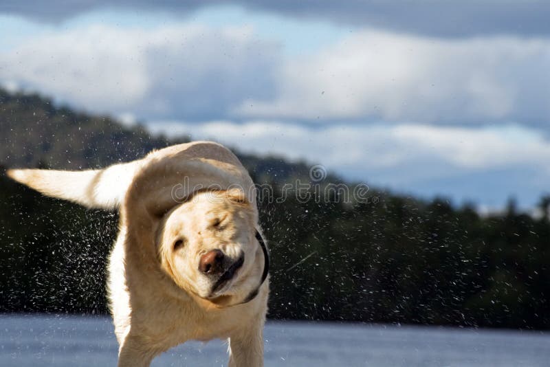 Labrador Outre De Secouer L'eau Image stock - Image du crainte, crabot ...