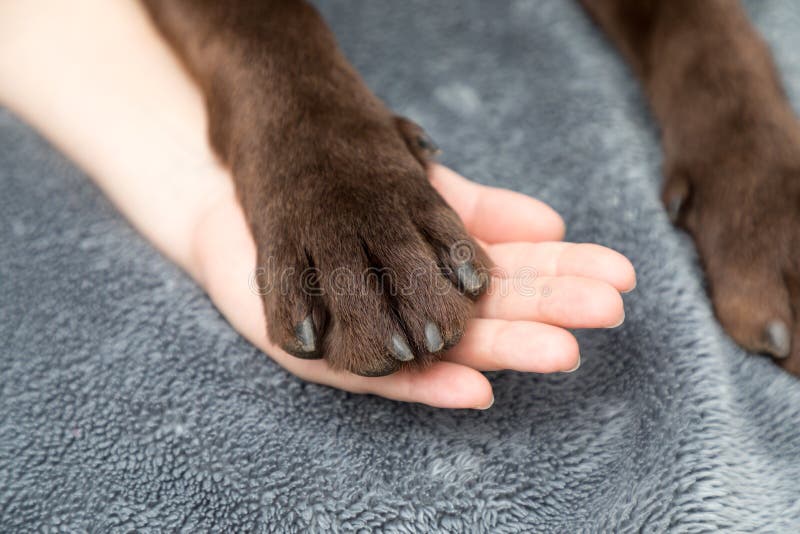 Labrador paw with hand stock photo. Image of young, puppy - 154878216