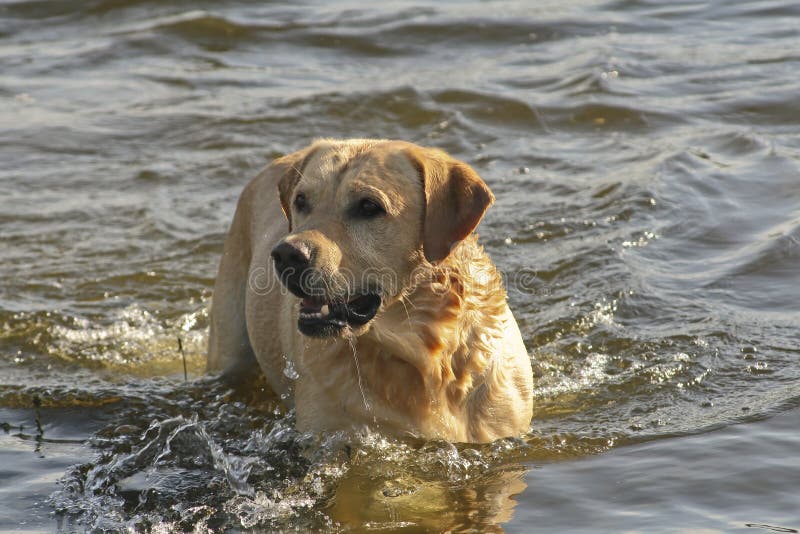 Labrador Playing Picture. Image: 5083086
