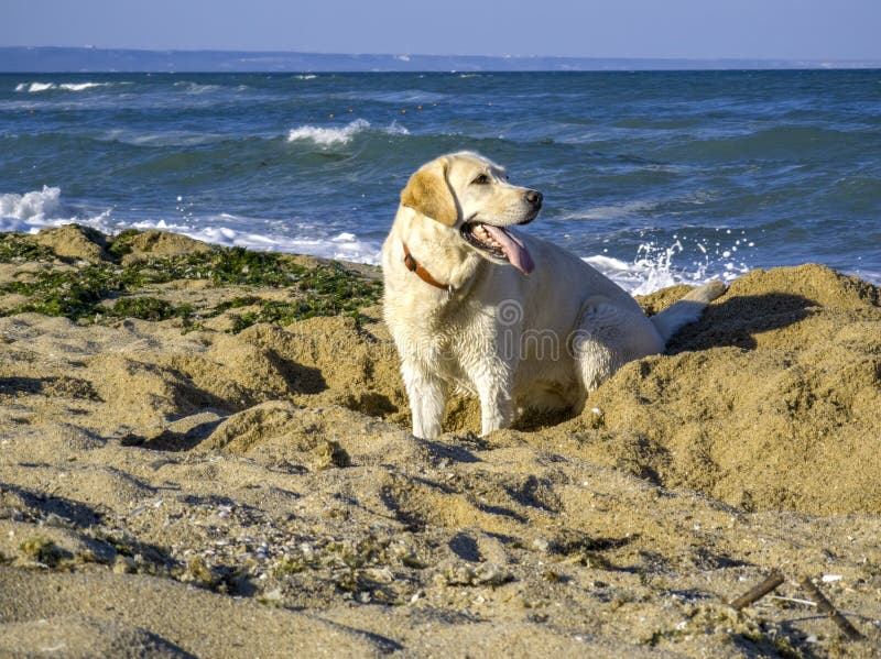 Labrador Playing at the Beach Near the Sea Stock Photo - Image of ...
