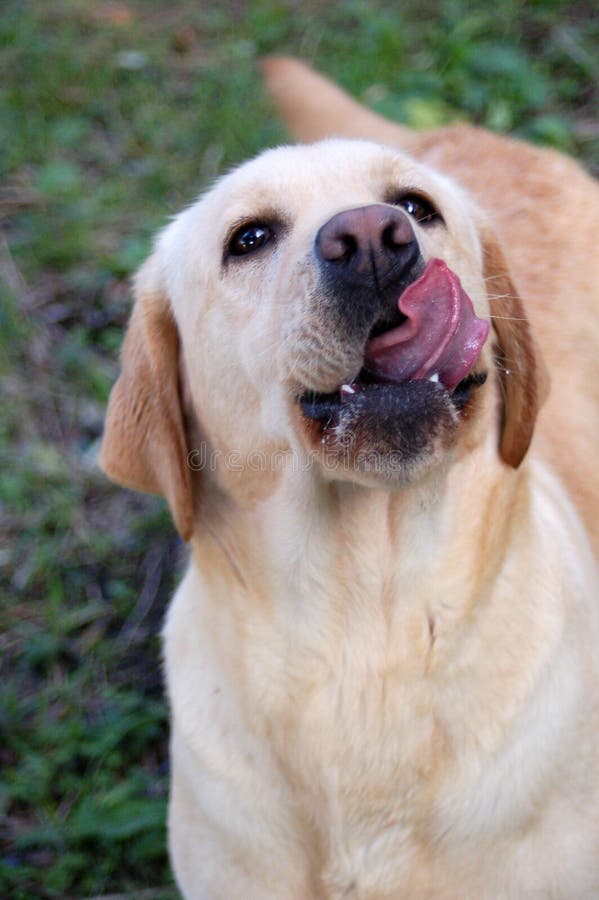 Labrador playing outside stock image. Image of snout - 69698523
