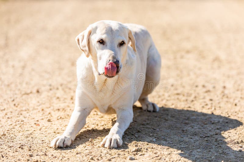 Labrador is Playing on a Path Stock Image - Image of canal, path: 154873531