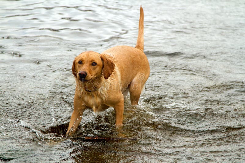 Labrador Playing in a Scottish Loch Stock Photo - Image of head ...