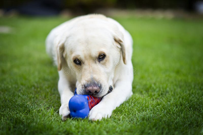 Labrador playing with toy stock photo. Image of park - 40921458