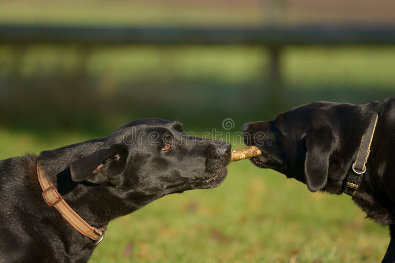 Labrador playtime stock image. Image of togetherness - 92682819