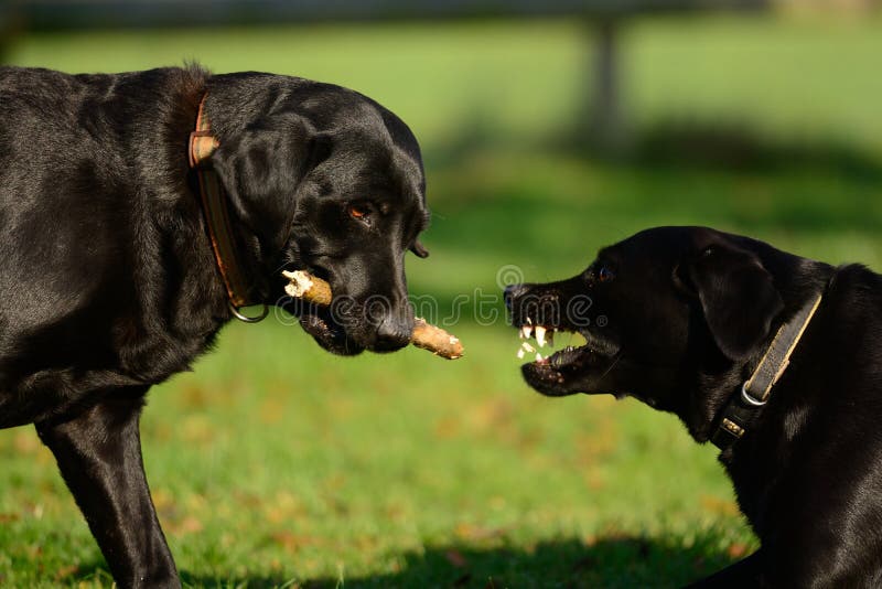 Labrador playtime stock image. Image of dogs, grass, mischief - 92683513
