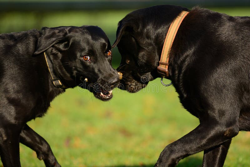 Labrador playtime stock image. Image of togetherness - 92683671