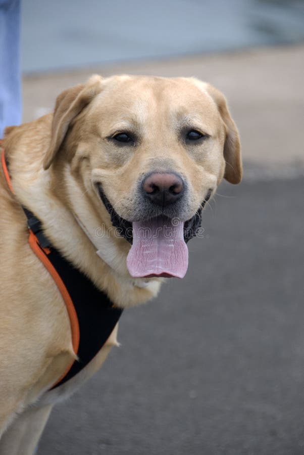 Black lab service dog stock image. Image of checking - 56749849