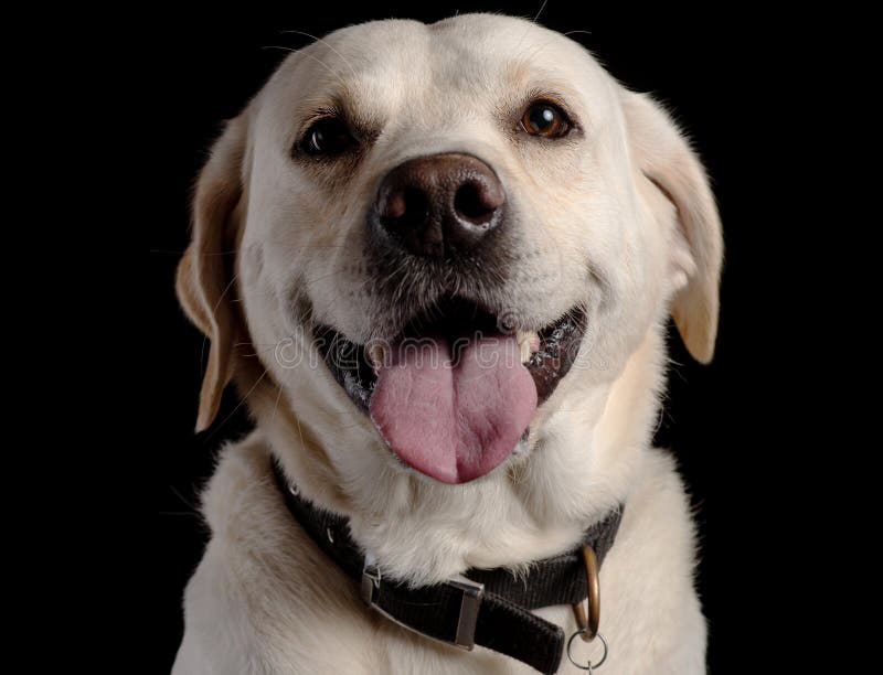 Labrador Portrait stock image. Image of face, golden - 349467593