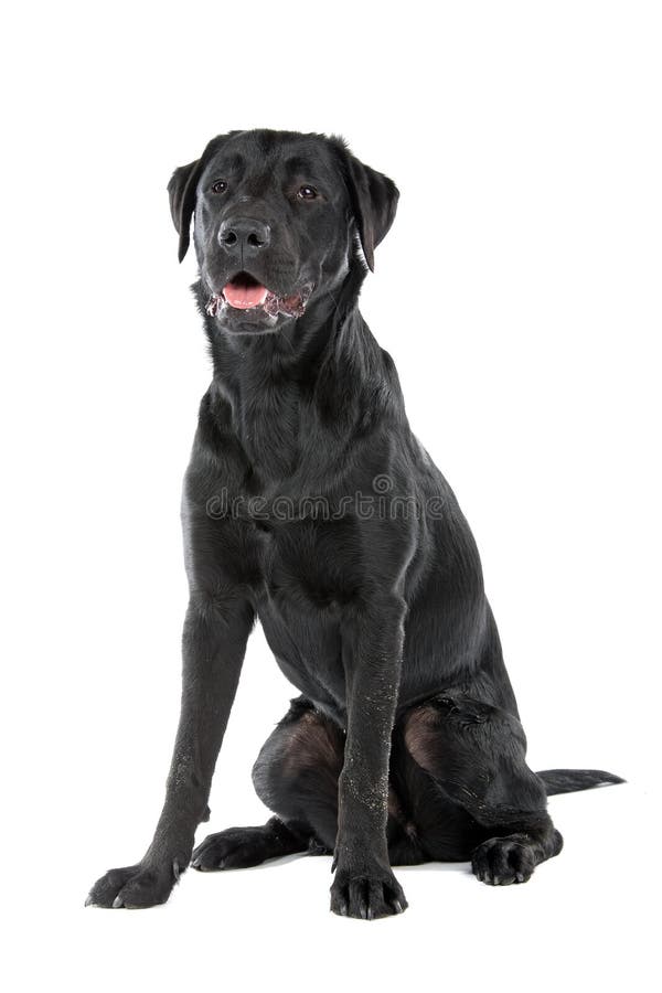 Filhote De Cachorro Preto De Labrador Imagem de Stock - Imagem de ...