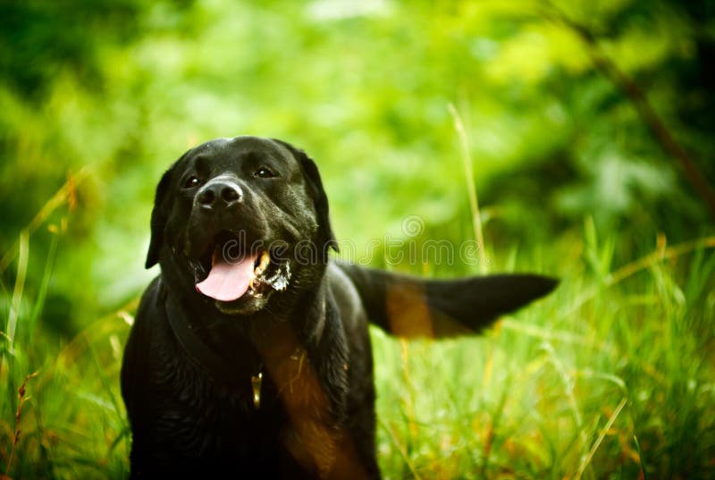 Labrador preto foto de stock. Imagem de feliz, ambiente - 15081062