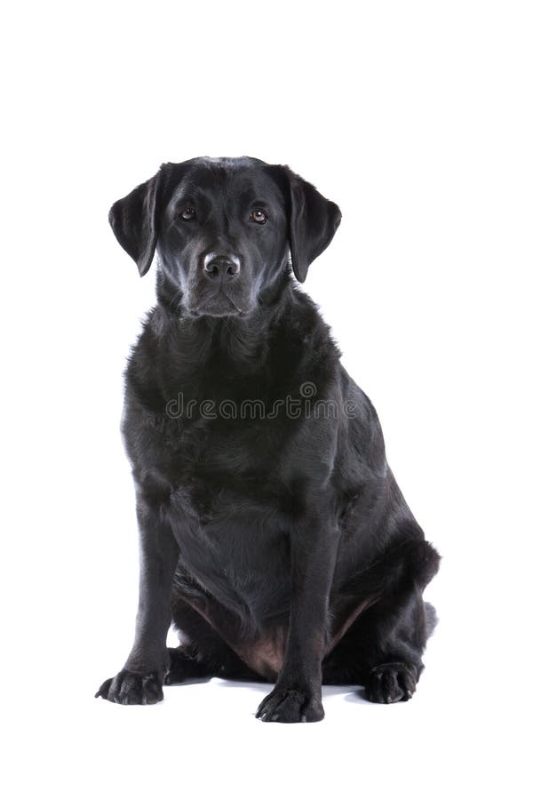 Labrador preto foto de stock. Imagem de doméstico, fundo - 7038918