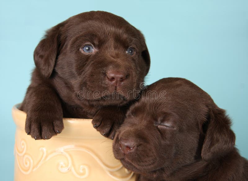 Puppies in a box stock image. Image of puppy, labrador, labs - 62013