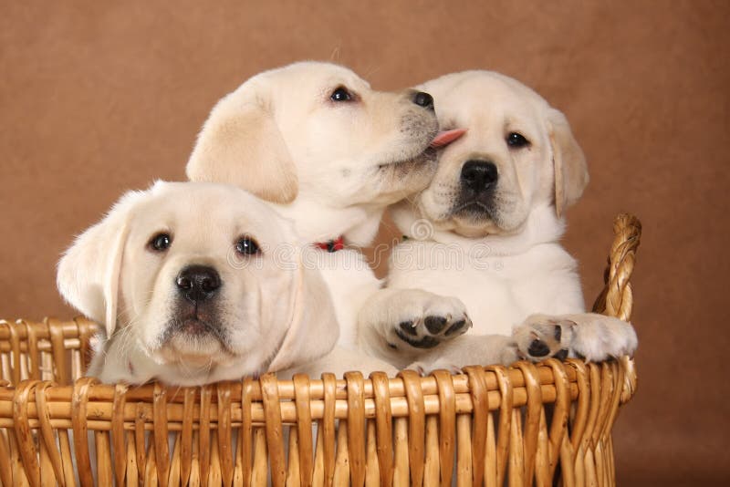 Labrador puppies. stock photo. Image of critter, lick - 15385198