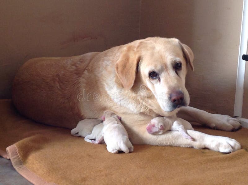 Labrador with puppies stock image. Image of gentle, labrador - 75734665