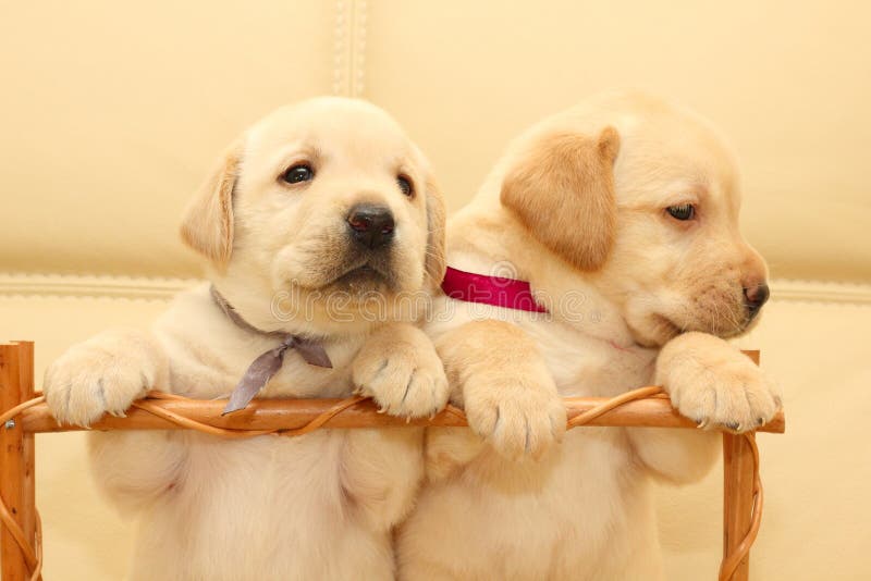 Labrador puppies stock image. Image of critter, holiday - 39714781