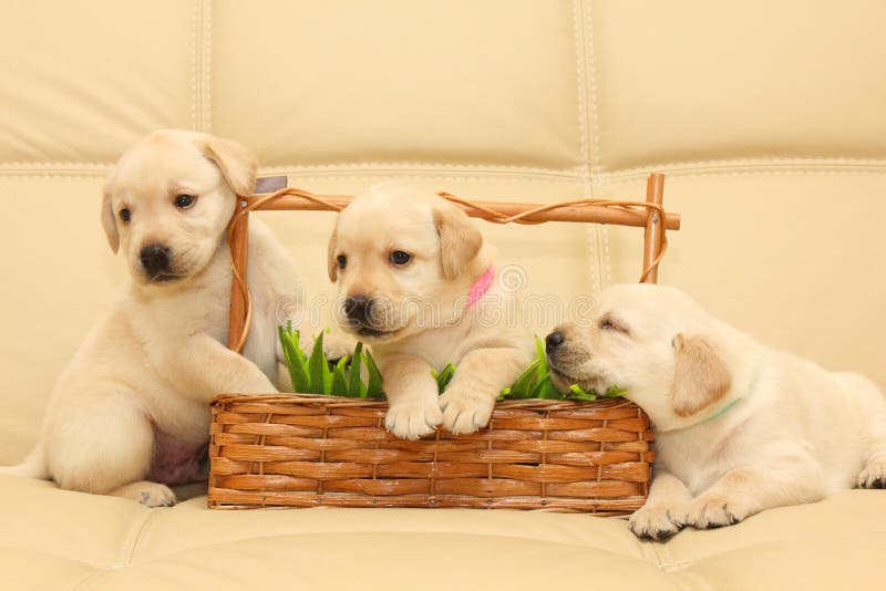 Labrador puppies stock photo. Image of isolated, litter - 39714802