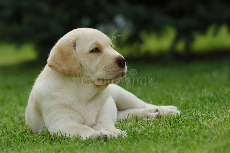 Labrador puppy stock image. Image of labrador, mammals - 1393749