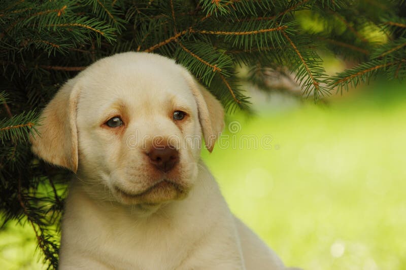 Labrador Puppy with Red Heart Stock Photo - Image of animals, greeting ...