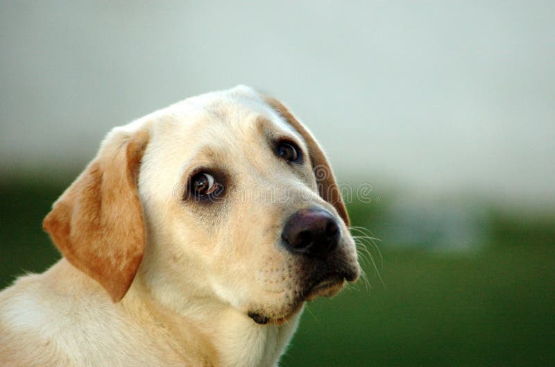 Labrador puppy stock photo. Image of head, beautiful, expression - 1696534