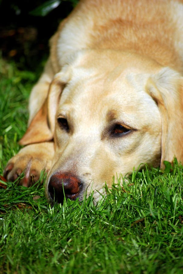 Labrador puppy stock image. Image of gundog, relax, lazy - 5144033