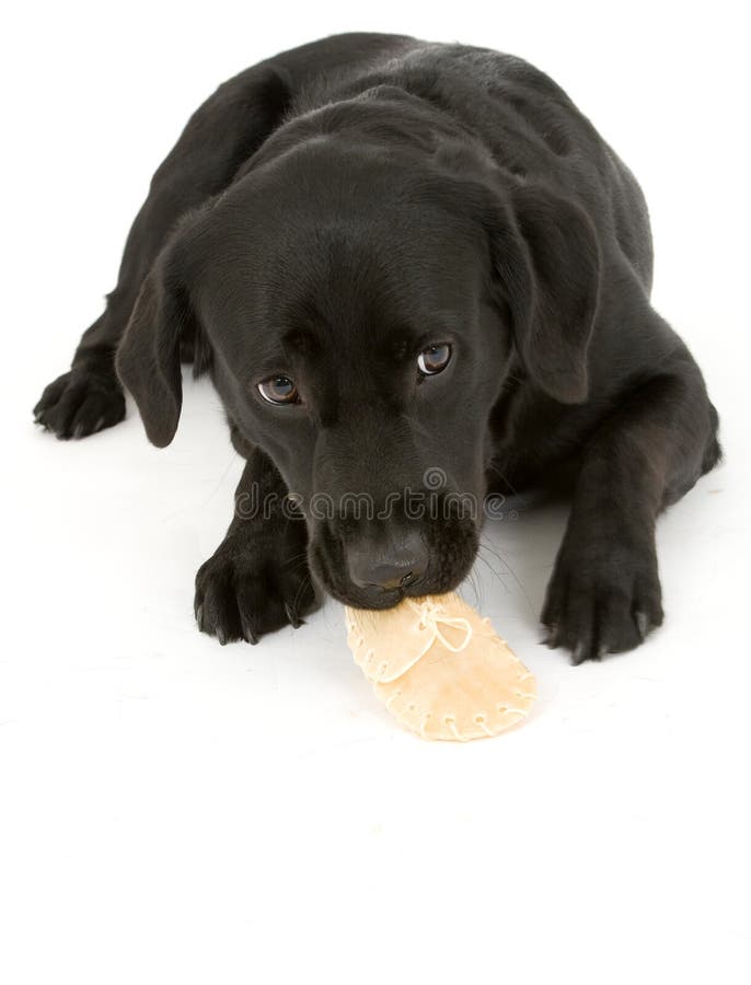 Labrador Puppy stock photo. Image of cute, stand, puppy - 5469650