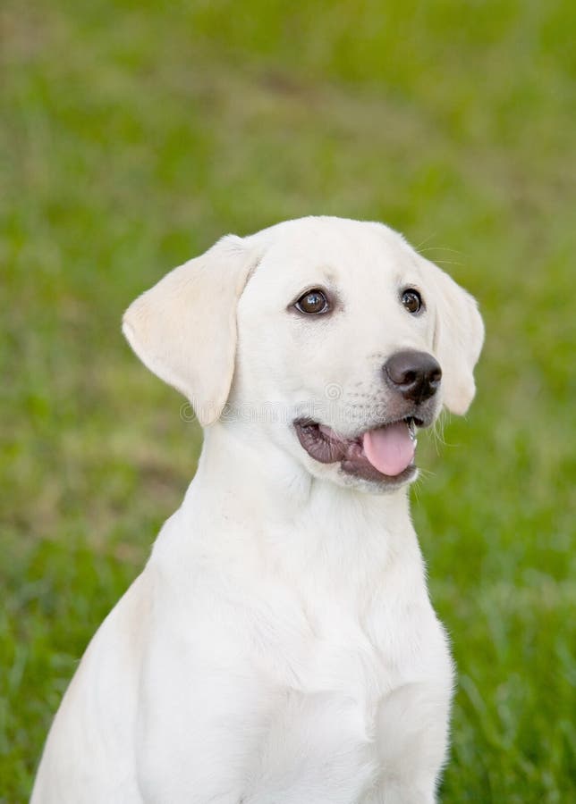 White Labrador Retriever Female Stock Photo - Image of hound, male ...