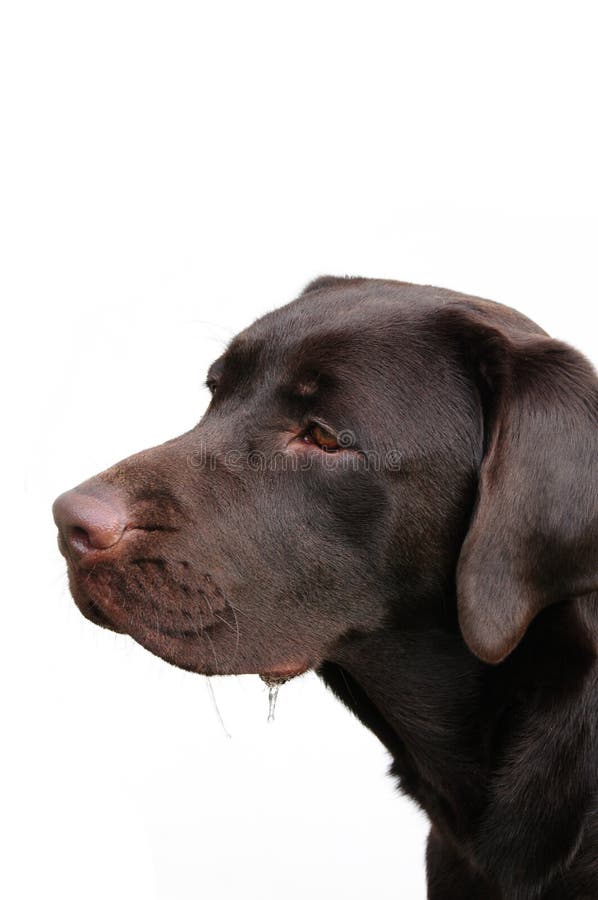 Labrador puppy stock image. Image of labrador, puppy, gundog - 6676295