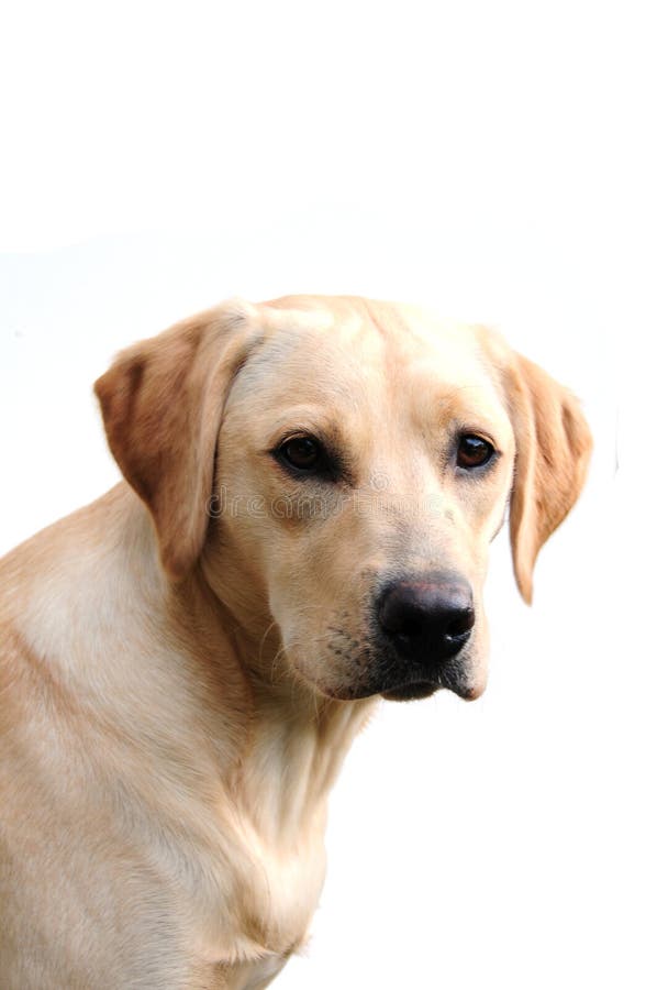 Yellow Lab Head Shot Stock Images - Download 78 Royalty Free Photos