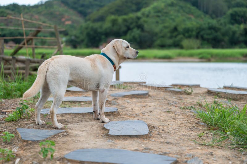 Labrador Puppy Alone by the Lake Stock Image - Image of outdoor, mammal ...