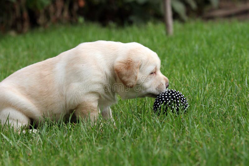 Labrador puppy with a ball stock photo. Image of young - 23384438