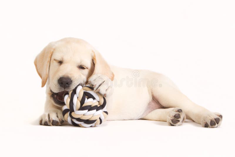 Labrador Puppy Biting in a Ball Stock Image - Image of black, ball ...